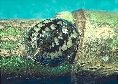 hgic_trees and shrubs_calico_scale_l.jpg | University of Maryland Extension