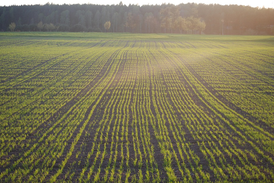 Agronomy_field-280856_960_720.jpg | University of Maryland Extension