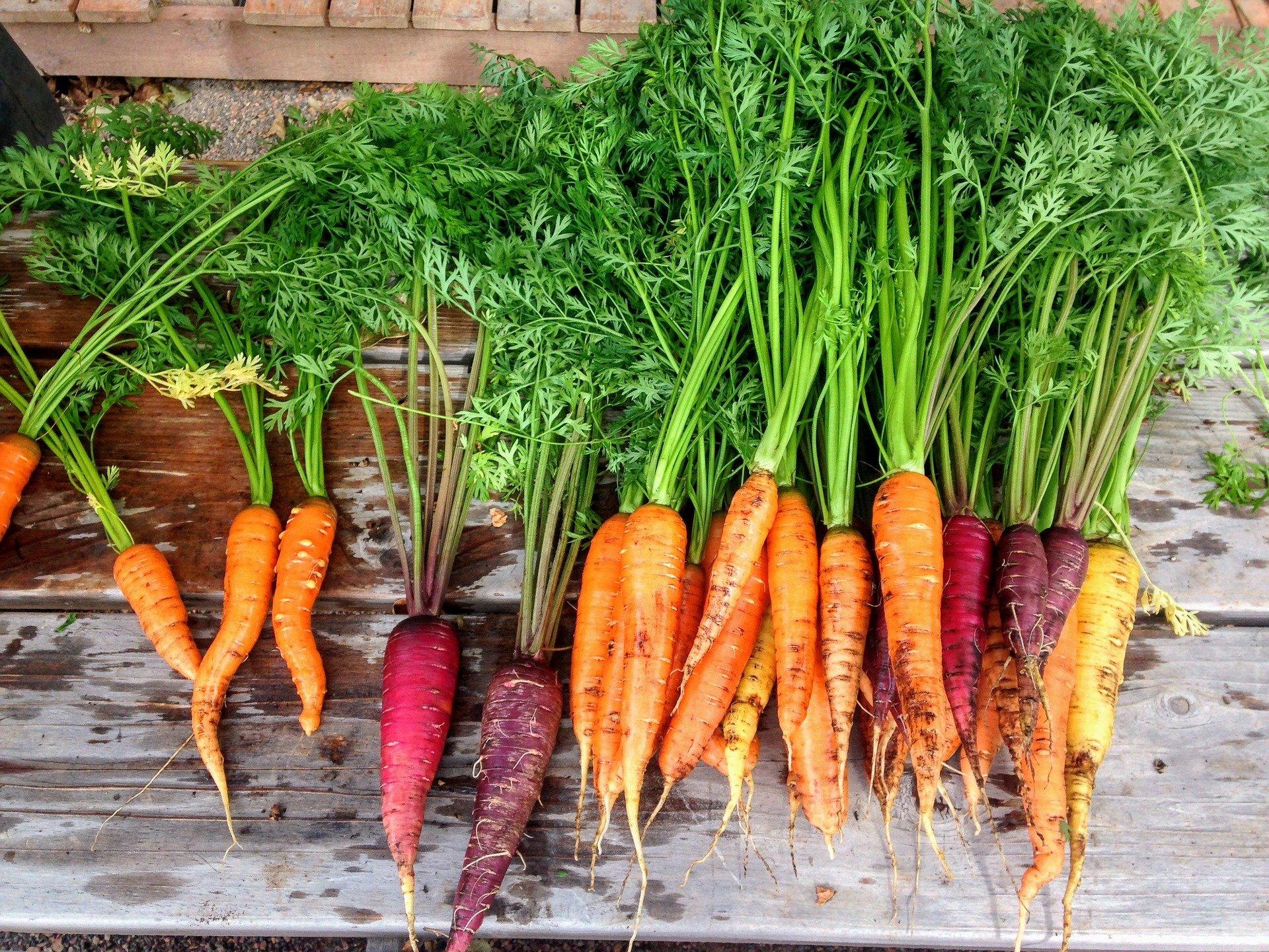 Growing Carrots In A Home Garden University Of Maryland Extension Growing Carrots In A Home Garden University Of Maryland Extension