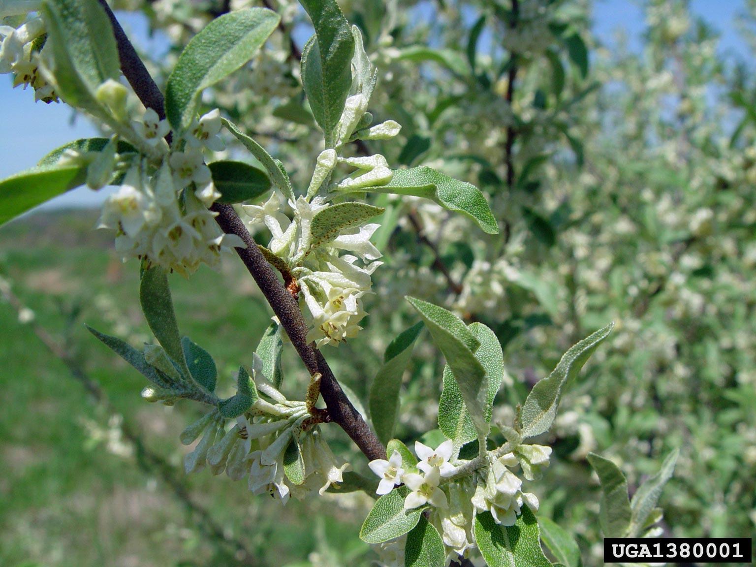 Autumn Olive University Of Maryland Extension Autumn Olive University Of Maryland Extension