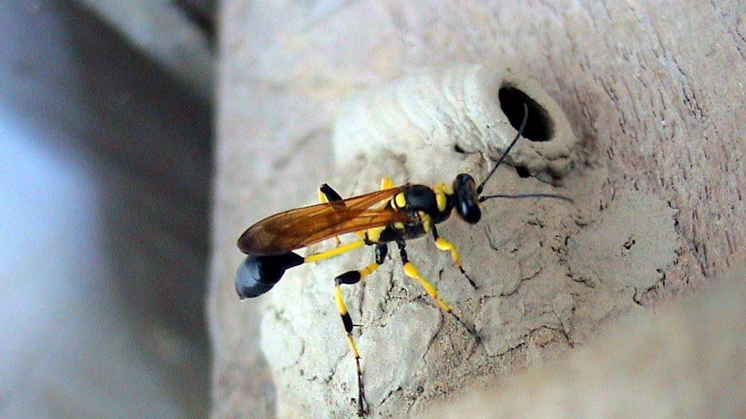 Mud Daubers University Of Maryland Extension Mud Daubers University Of Maryland Extension