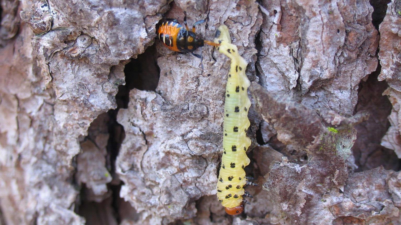 Names Of Insects List Of Insects In English With Pictures Pin Page