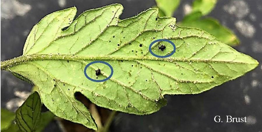 Flea Beetle Feeding and Tomato Early Blight | University of Maryland ...