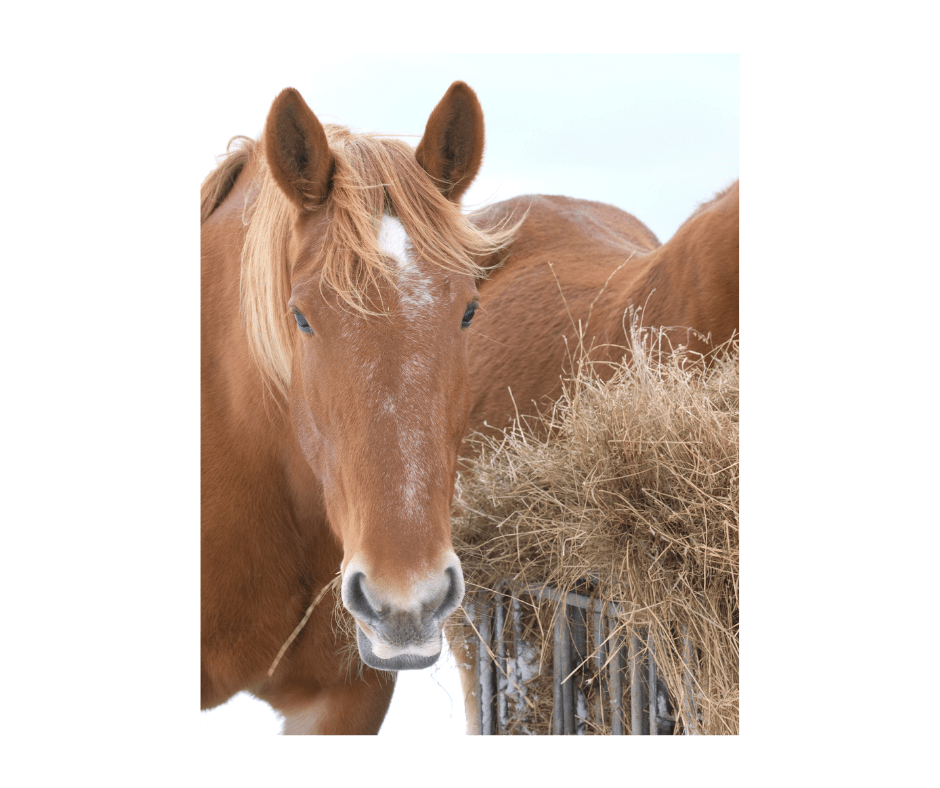 Calculating Your Horse's Winter Hay Needs | University of Maryland ...