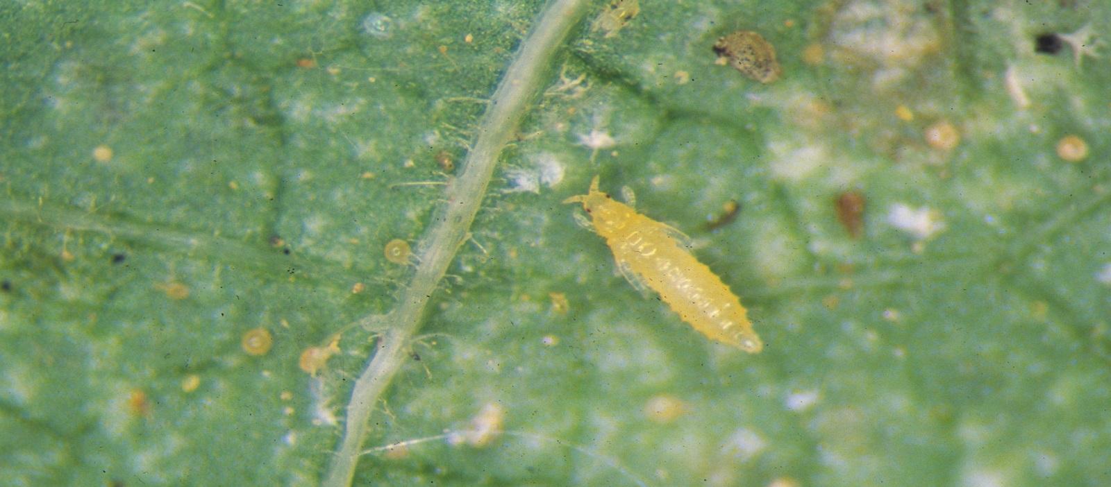 Pictures of Thrips on Plants: How to Identify and Treat Thrips Infestations