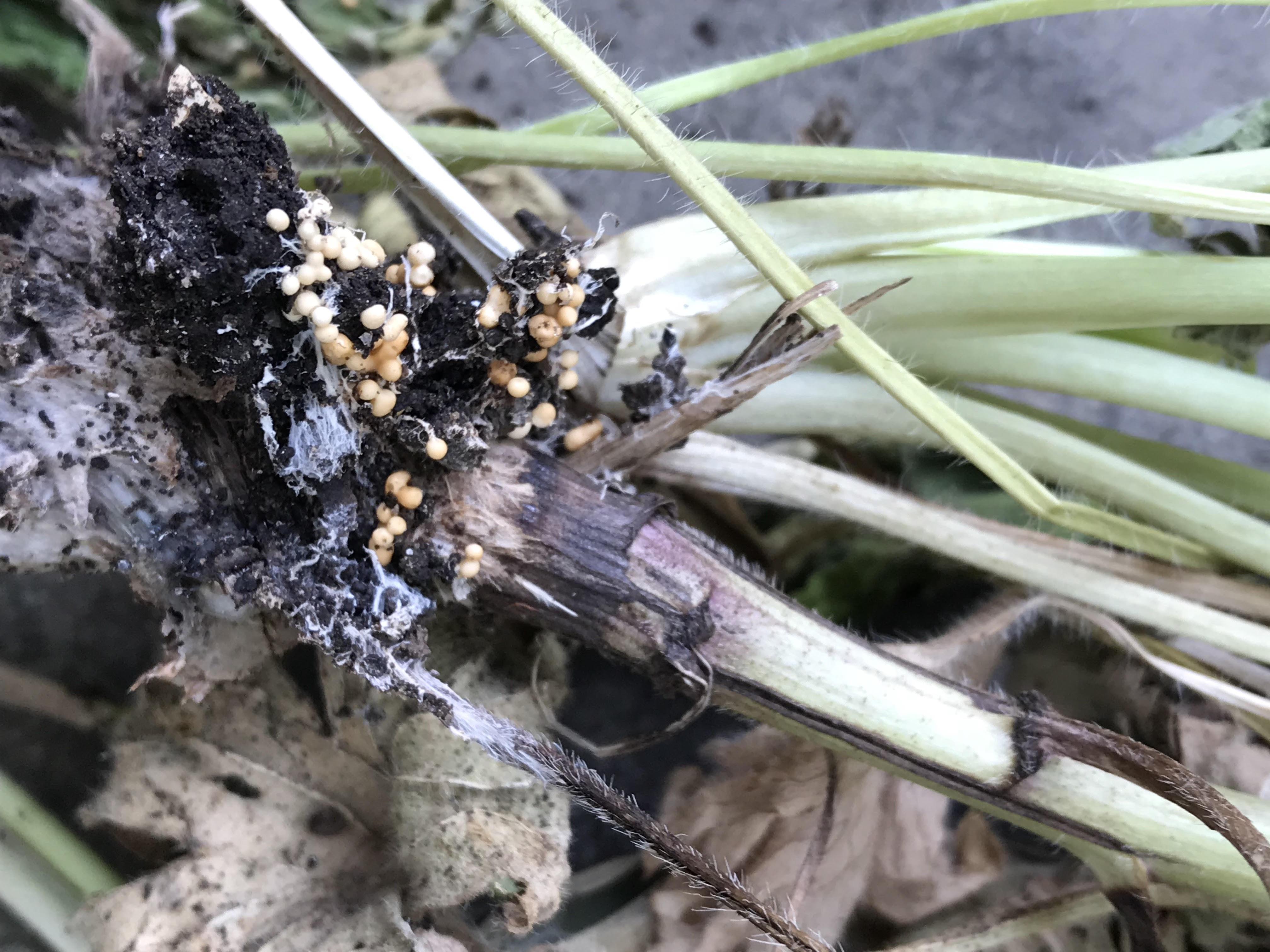 Flower Diseases | University of Maryland Extension