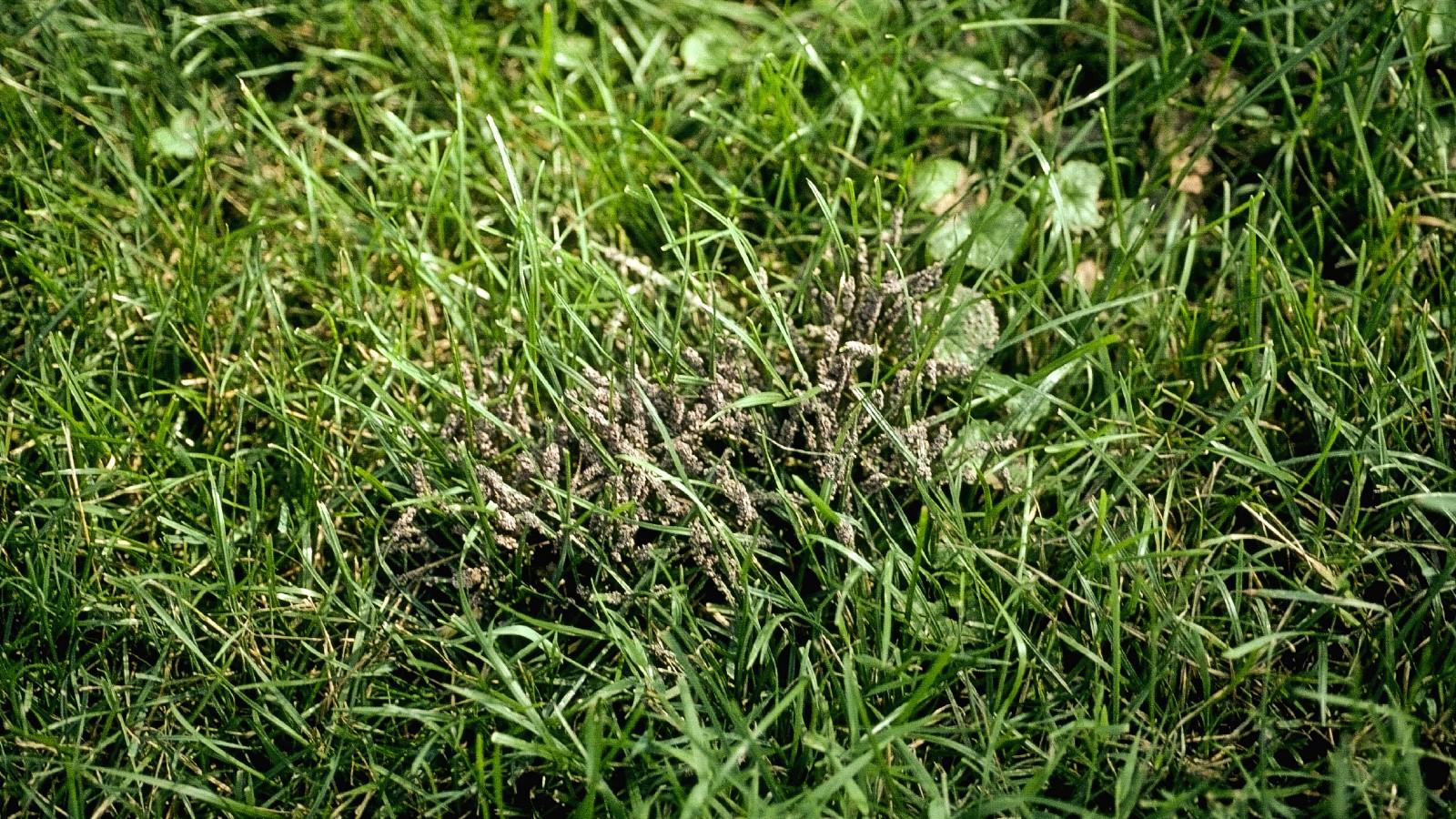 Slime Mold Lawns University Of Maryland Extension Slime Mold Lawns University Of Maryland Extension