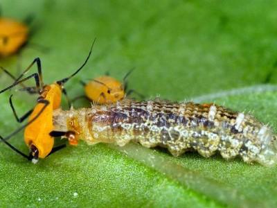 Flower Fly | University of Maryland Extension