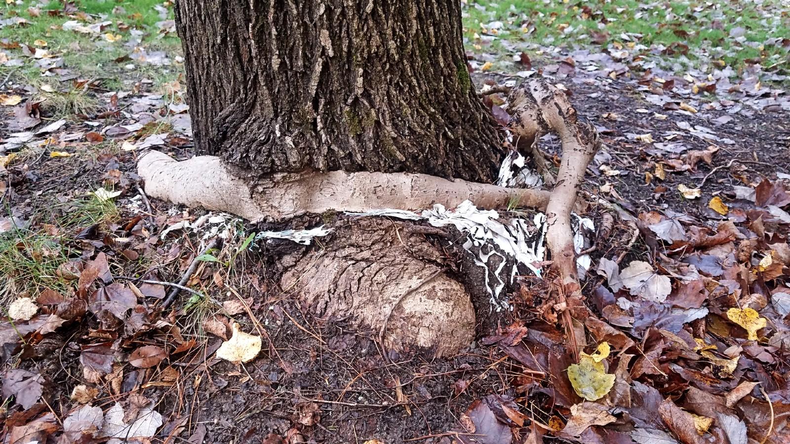 Girdling Roots | University of Maryland Extension