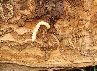 Emerald Ash Borer (EAB) | University of Maryland Extension