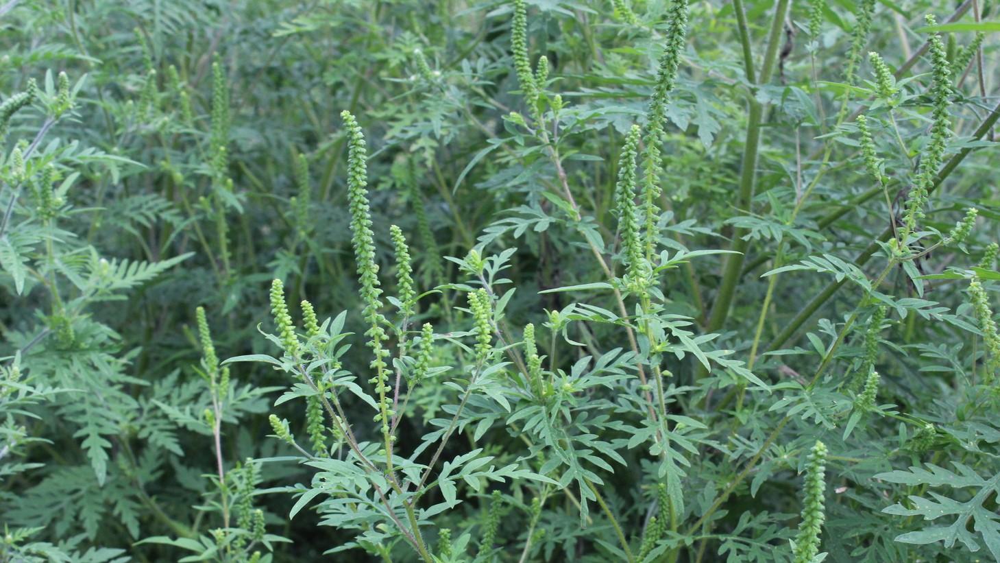 Weed Identification | University of Maryland Extension