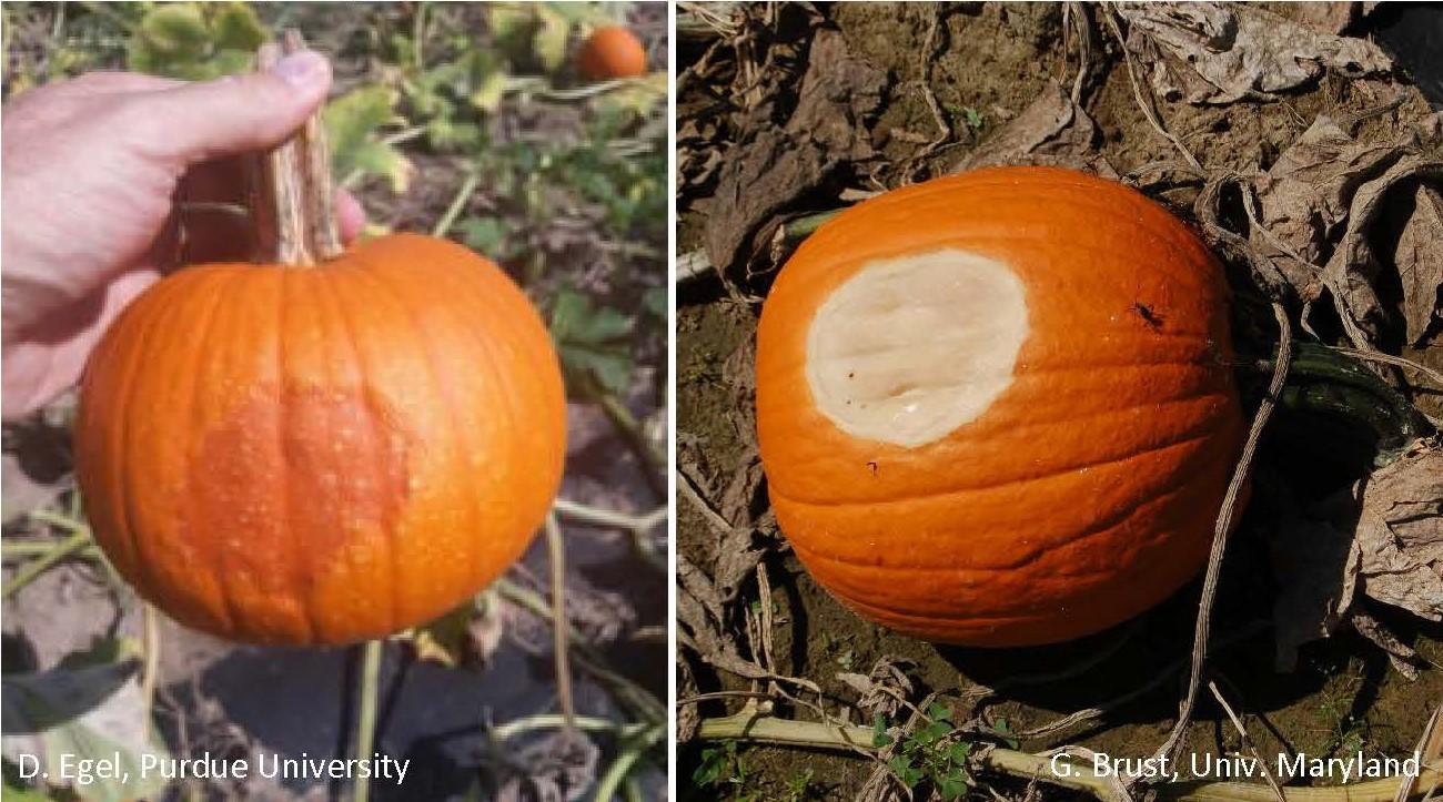 Maintain Pumpkin Foliage For as Long as You Can | University of ...