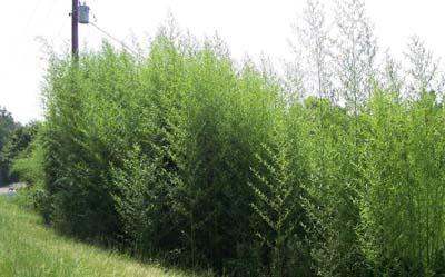 Invasives in Your Woodland: Golden Bamboo | University of Maryland ...