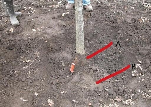 Redirecting to https://extension.umd.edu/resource/planting-tree-or-shrub