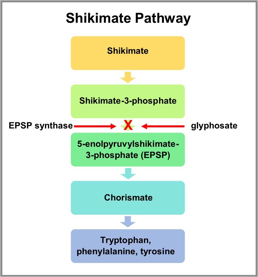 Understanding Glyphosate And Other Pesticides FS 1193 University Of Understanding Glyphosate And Other Pesticides FS 1193 University Of