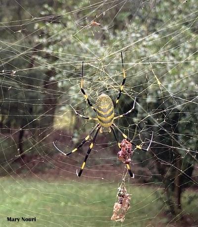 Spiders in Maryland | University of Maryland Extension