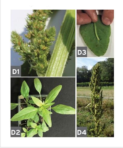 A Guide for Identifying Pigweed Species Commonly Found in Maryland (EB ...