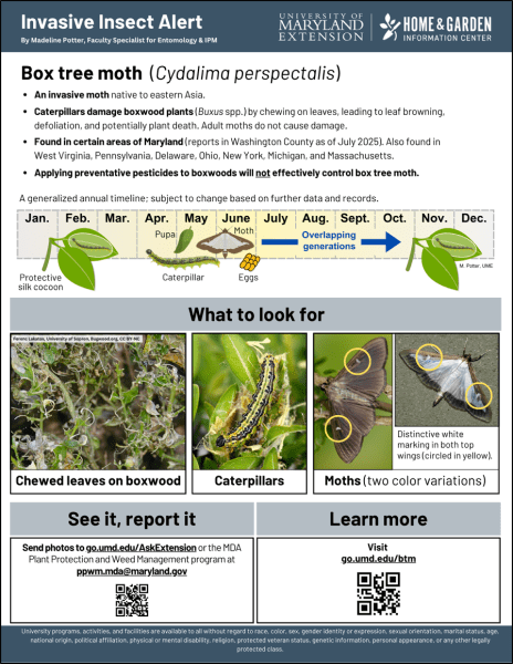 Redirecting to https://extension.umd.edu/resource/box-tree-moth